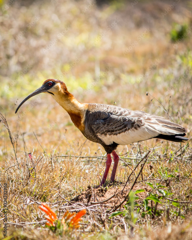 Curicaca, bird with a general lead-gray color, red eyes and feet and a ...