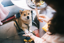 Dog Under Table Free Stock Photo - Public Domain Pictures