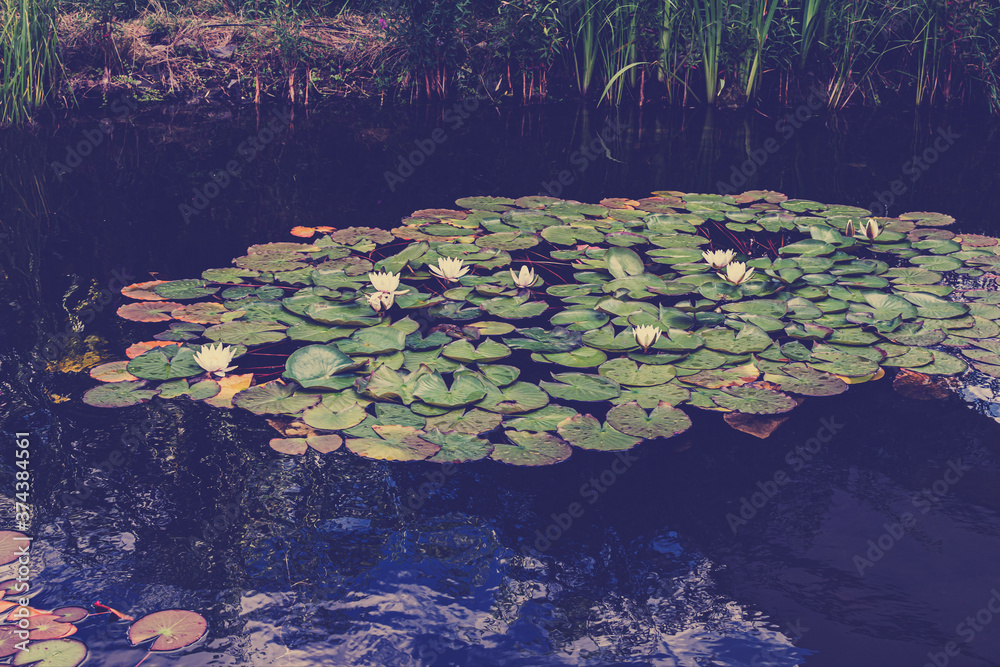 White lotus flower or water lily. Lotus leaves and lotus bud in a pond ...
