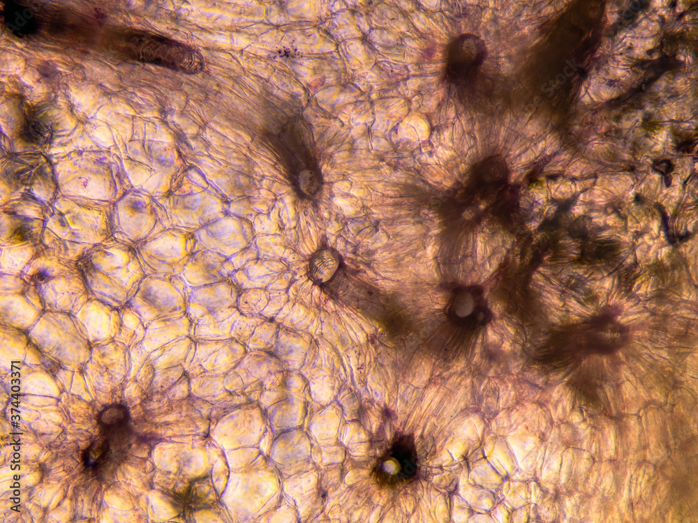Microscopic view of stained carrot root cells. Cross section. Optical ...