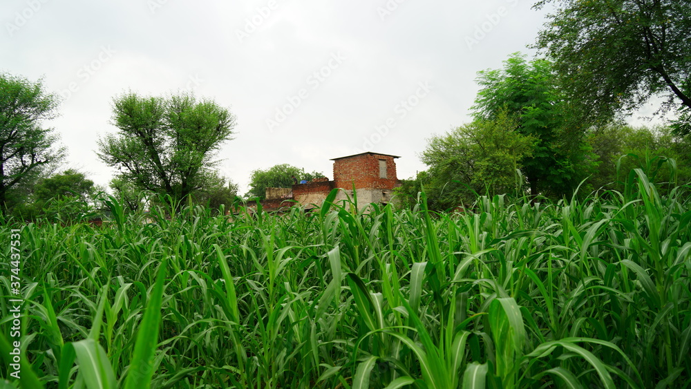 Growing millet plants in a Indian farmland. Green new budding plant ...