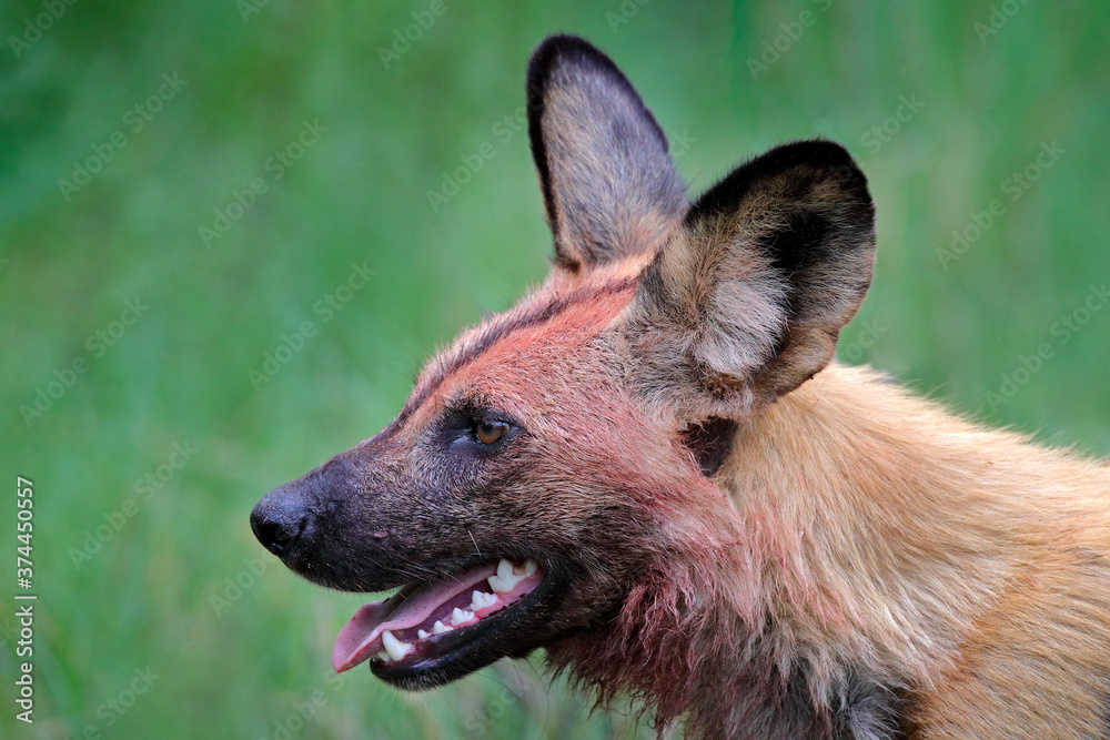 African wild dog, sitting in the green grass, Mana Pools, Zimbabwe ...