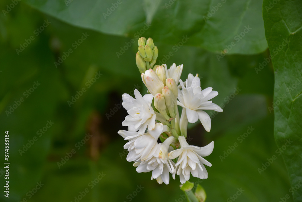 Beautiful white flowers of Polianthes tuberosa (Agave amica, family ...