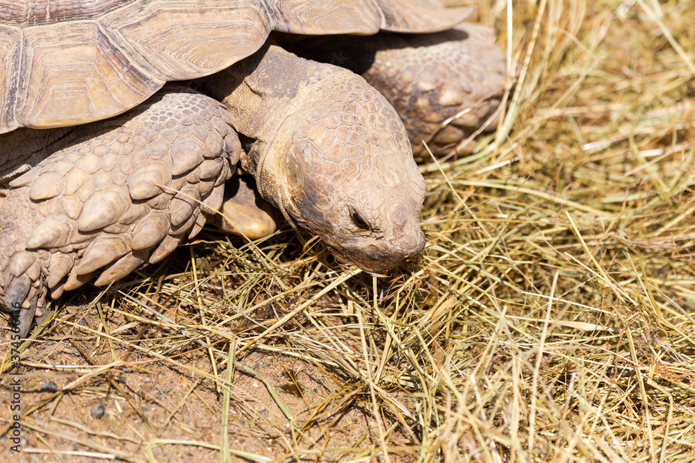Very large turtle with powerful columnar legs and a relatively small ...