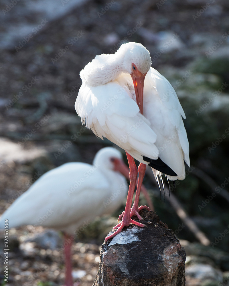 Ibis White Ibis bird stock photos. White Ibis close-up profile view ...
