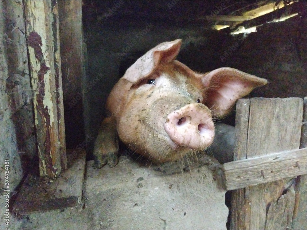 A pig in a barn poses for the camera. The animal lifts its nose and ...