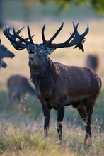 Deer Free Stock Photo - Public Domain Pictures