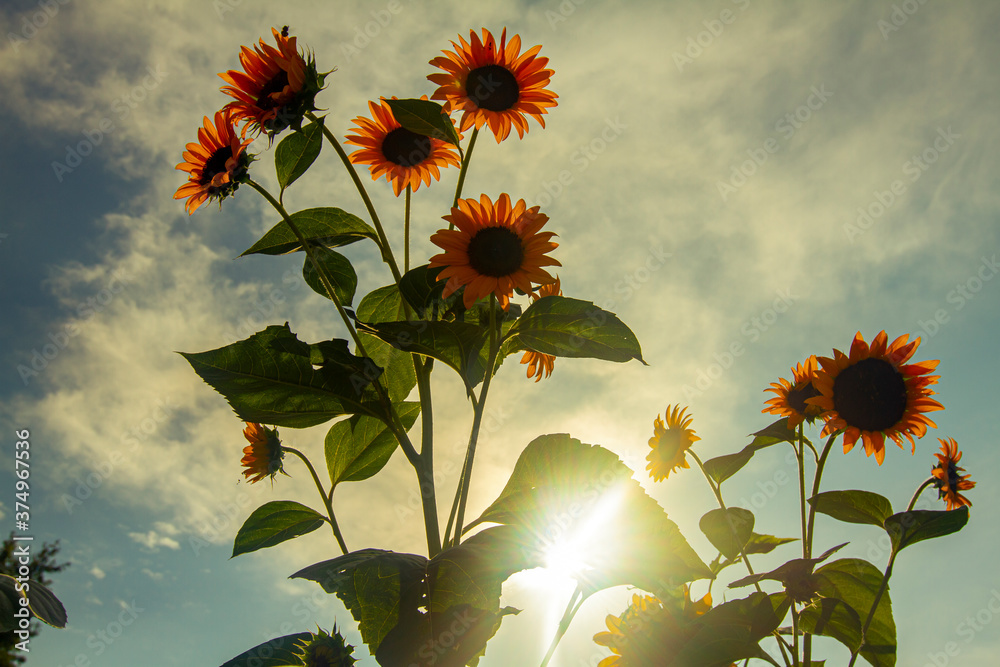 Backlit wide angle image of fully grown sunflower (Helianthus) plants ...