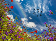 Slanting Rainbow Free Stock Photo - Public Domain Pictures