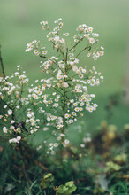 Shriveled Flower Free Stock Photo - Public Domain Pictures