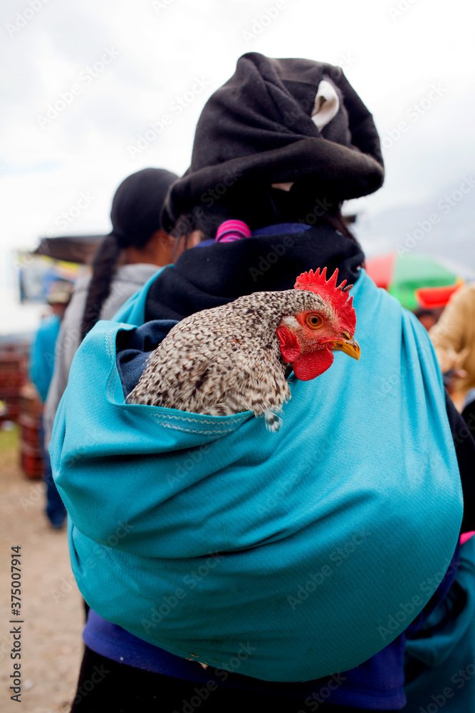 An indian woman carrying a comfortable living chicken on her back Stock ...