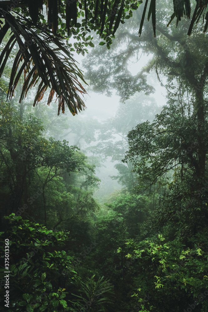 Costa Rican Jungle Views Stock Photo | Adobe Stock