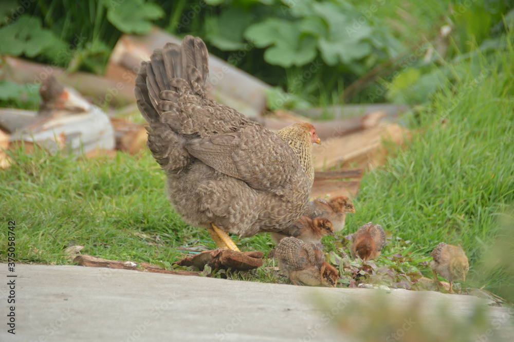 gallina de campo, pollitos, mama gallina, naturaleza, campo, familia ...
