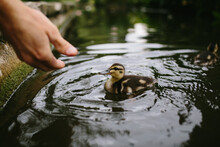 Duck Swimming In Water Free Stock Photo - Public Domain Pictures