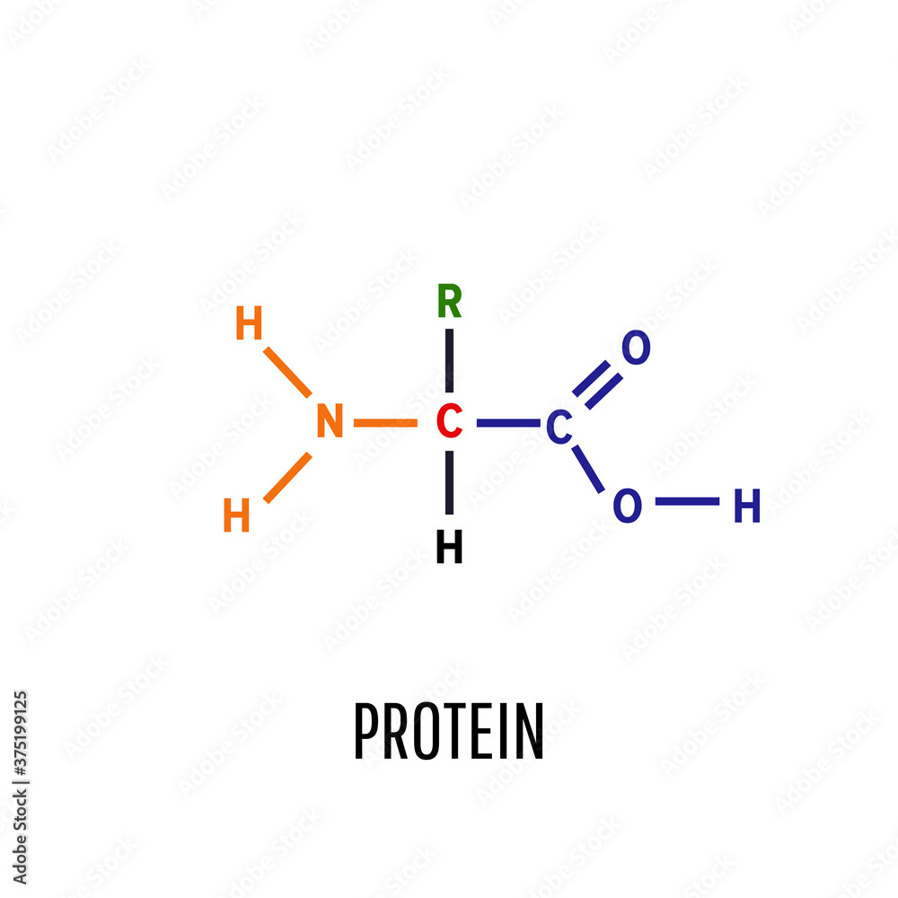 Protein. Structural chemical formula and molecular model. Vector ...