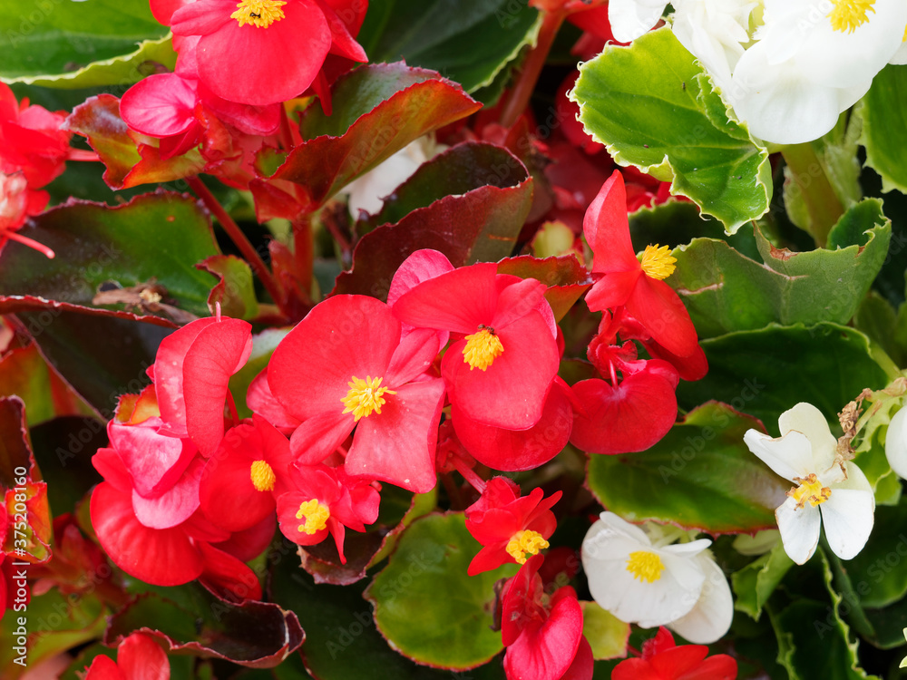 Bégonia annuel ou begonia semperflorens 'Super Olympia' aux fleurs ...