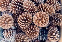 Christmas Pine And Pinecone Free Stock Photo - Public Domain Pictures