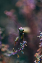 Praying Mantis And Water Drops Free Stock Photo - Public Domain Pictures