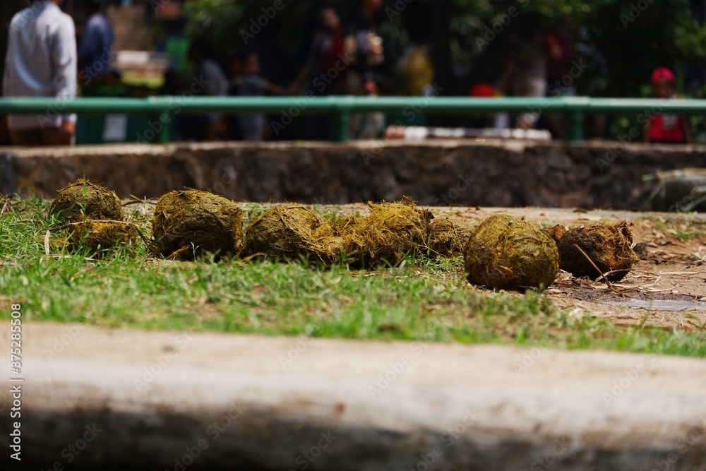 Sumatran elephant feces / Sumatran elephant poop that has a large round ...