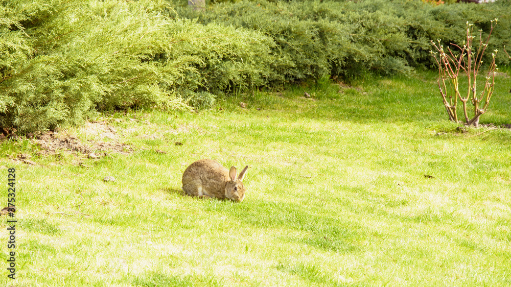 Wild hare, rabbit, domestic rabbit, gray hare, wild animal, fat, meat ...
