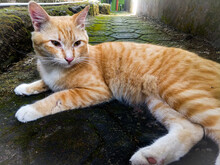 Orange Stray Cat 2 Free Stock Photo - Public Domain Pictures