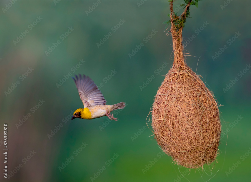 male baya weaver flying with nest in blur green background, baya weaver ...
