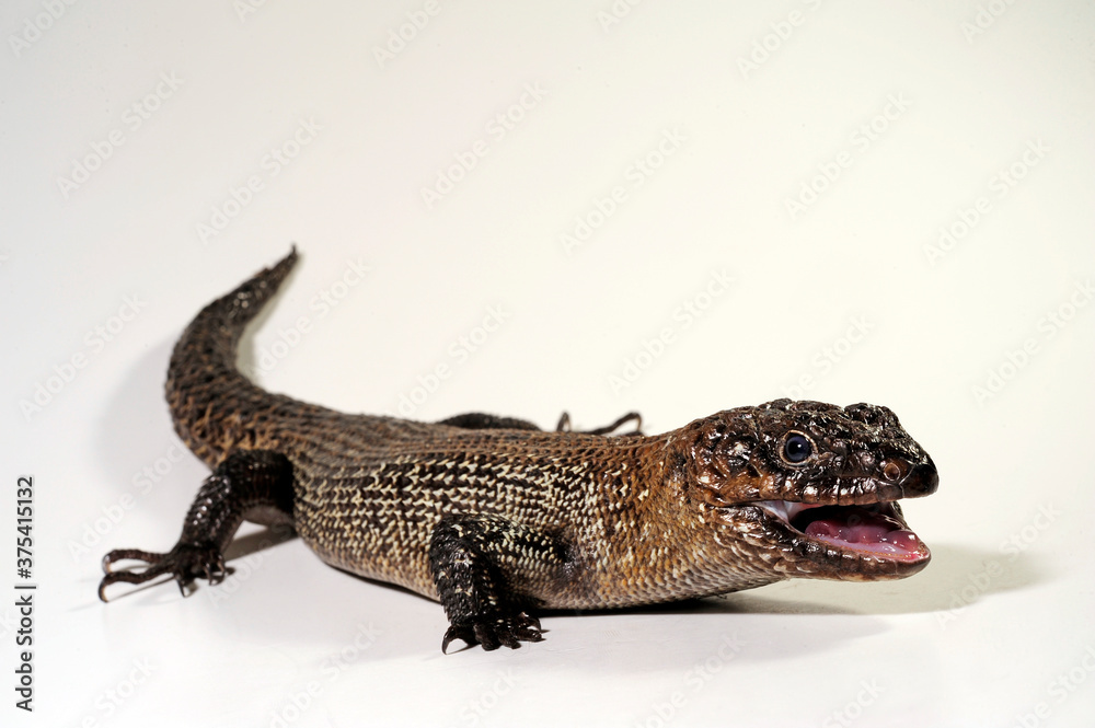 Southern Cunningham's spiny-tailed skink / Südlicher Cunninghams ...