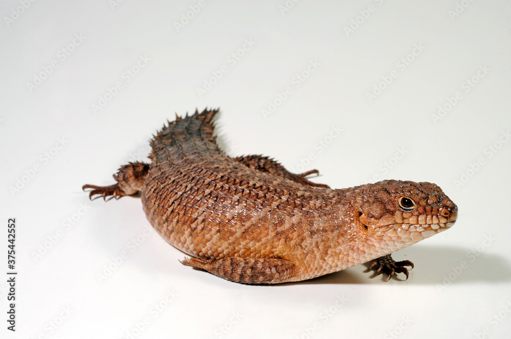 Gidgee Spiny-tailed Skink / Stachelschwanzskink (Egernia stokesii ...