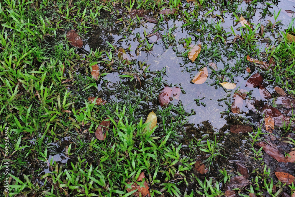 Pools of stagnant water on a grass field during rainy season. Drainage ...