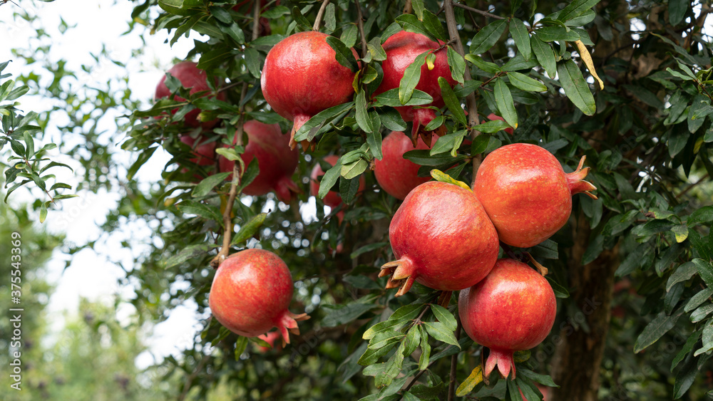 Pomegranate tree plantation in picking season Stock Photo | Adobe Stock
