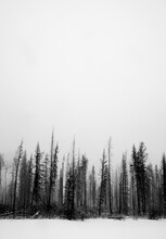 Treescape 02 Free Stock Photo - Public Domain Pictures