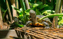 Red Eared Slider Turtle Free Stock Photo - Public Domain Pictures