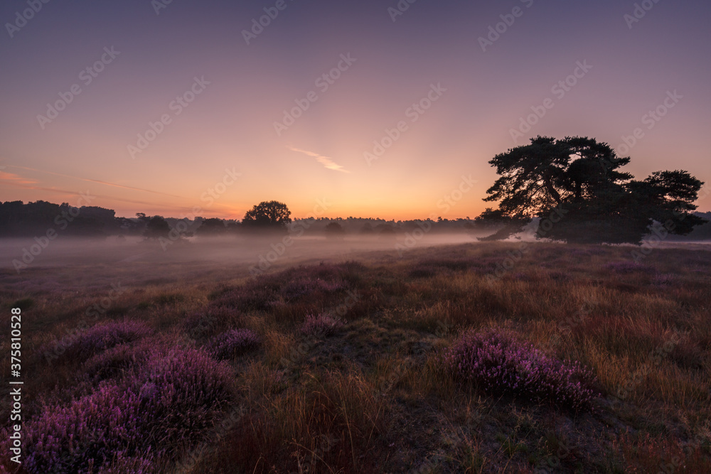 Purple haze Stock Photo | Adobe Stock