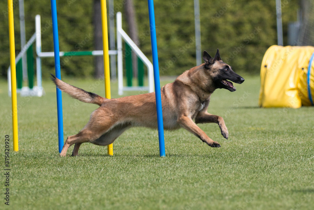 Sable with black mask working Belgian shepherd malinua dog doing ...