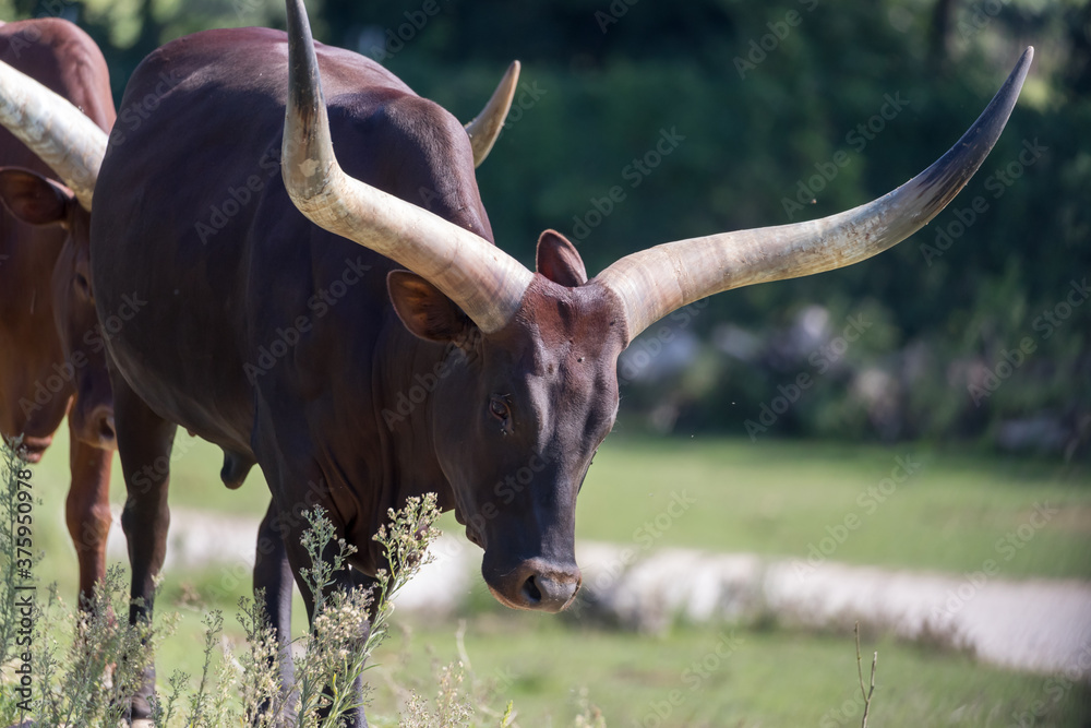 cows walking in line, Bos taurus africanus, The Ankole-Watusi Stock ...