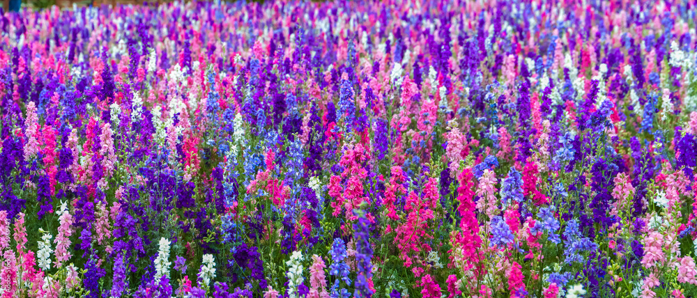 Panoramic Field of Lupin (Lupinus) ,Fredericksburg, Texas, USA Stock ...