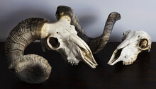 Steampunk Ram Skull Free Stock Photo - Public Domain Pictures