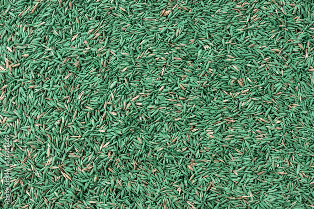 Green and brown grass seeds for a hardy garden lawn. Grass seeds ...