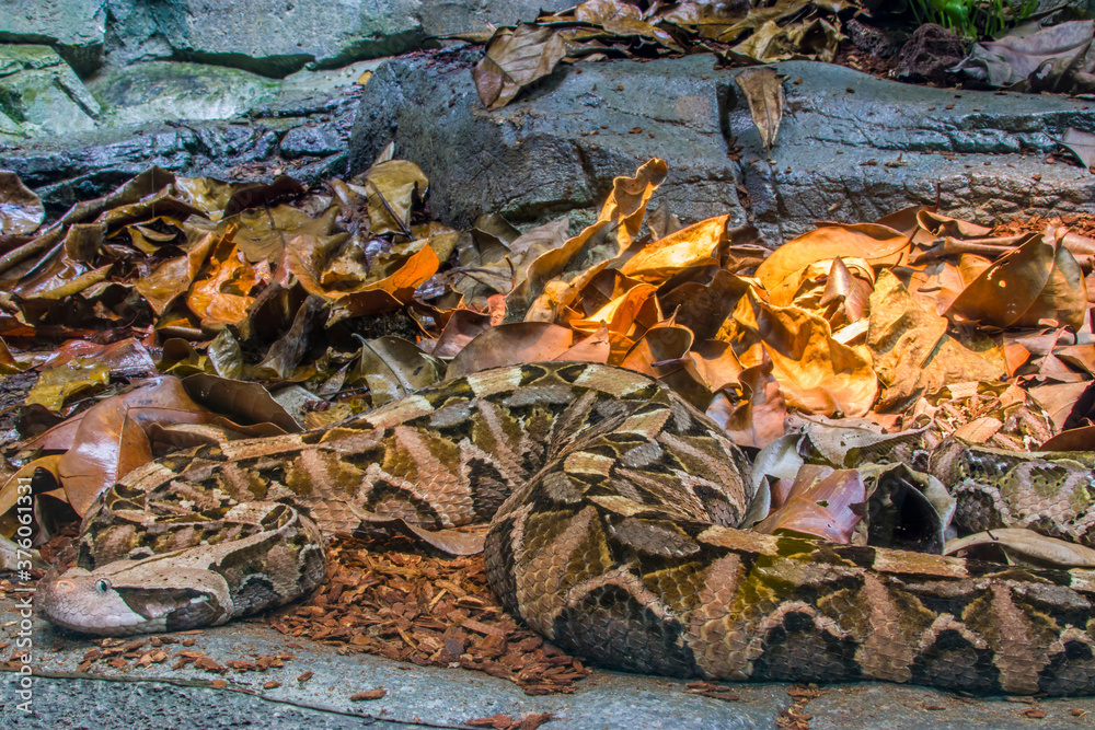Photo Stock The Gaboon viper (Bitis gabonica) is a viper species found ...