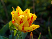 Flower, Tulip, Tulipa Gesneriana Free Stock Photo - Public Domain Pictures