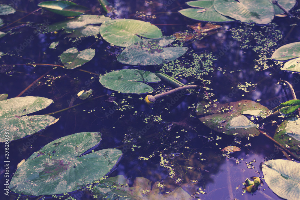 Opening the lotus bud, young plant. Yellow lotus flower or water lily ...