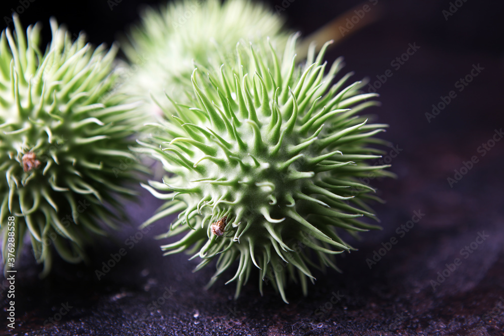 Cucumis africanus. Wild cucumber looks like prickly greenish cucumbers ...