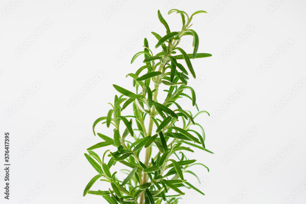 Stock-Foto „tomillo (Thymus vulgaris) subarbusto de la familia de les ...