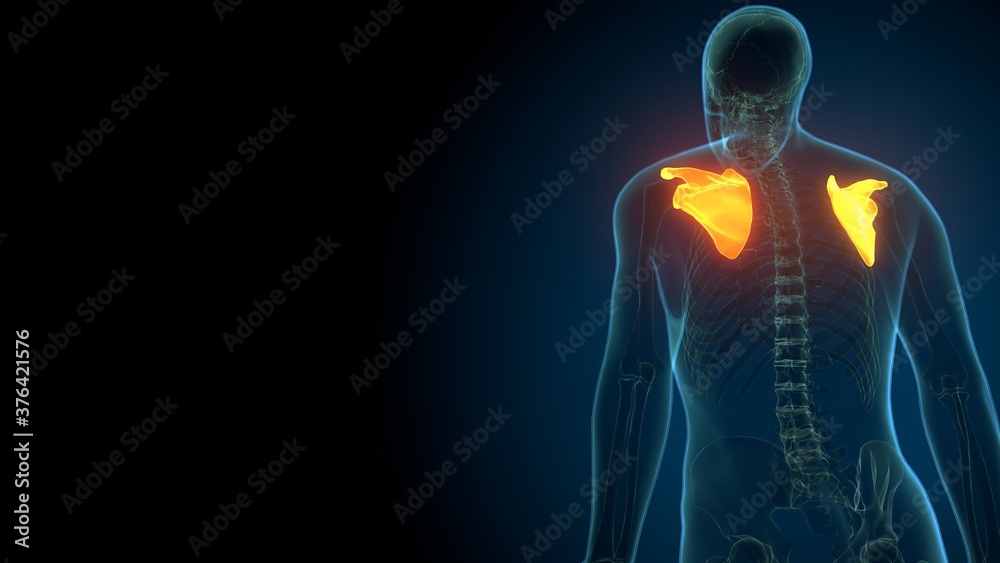 Human skeleton anatomy Scapula Bone 3D Rendering For Medical Concept ...