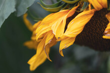Photograph Of Wilted Sunflower Free Stock Photo - Public Domain Pictures