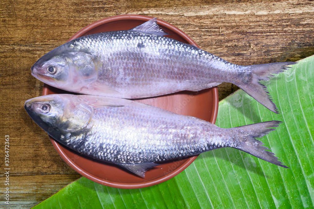National fish of Bangladesh Hilsa Fish. Popular Ilish fish of Southeast Asia. 2 Hilsa fish in a ...