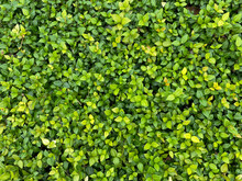 Ground Cover Free Stock Photo - Public Domain Pictures
