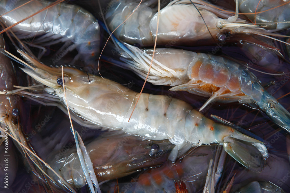 Macrobrachium rosenbergii, also known as the giant river prawn or giant ...