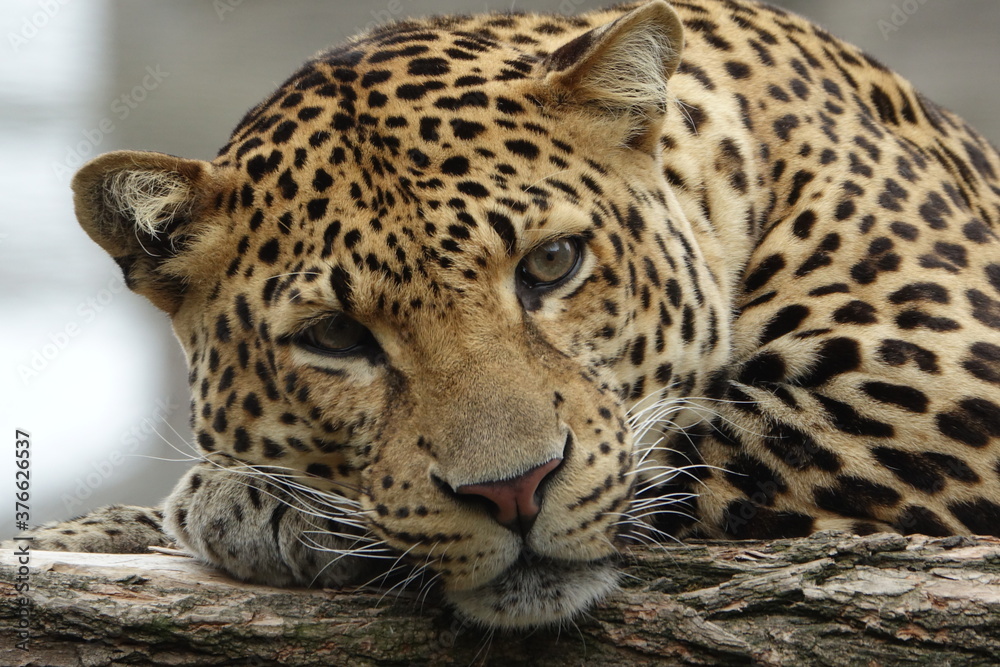 léopard, animal, chat, jaguar, prédateur, sauvage, mammifère, faune ...