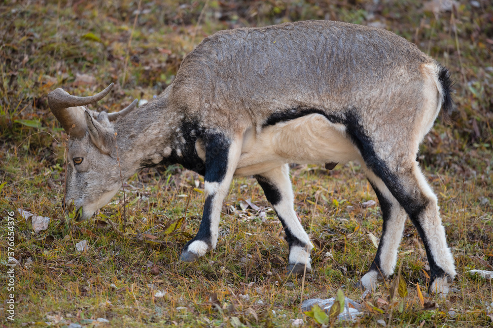 Blue sheep Stock Photo | Adobe Stock